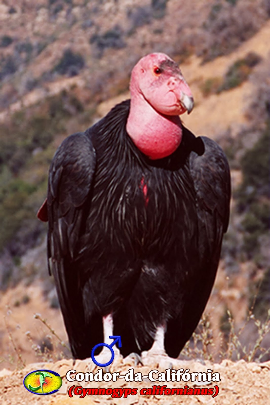Zoologia: Condor-da-California (Gymnogyps californianus)